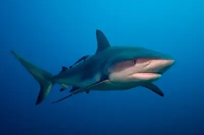 Video captures shark at Royal Caribbean's private island | Cruise.Blog